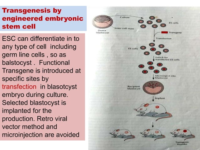 Transgenic animal production and its application | PPT | Genetics | Science