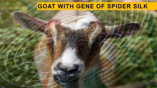 Transgenic animal (pharmacology) (M.PHARM) | PPTX