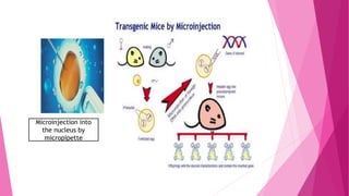 Transgenic animal and their use in drug development.pptx