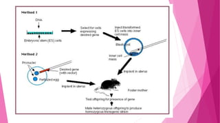 Transgenic animal and their use in drug development.pptx
