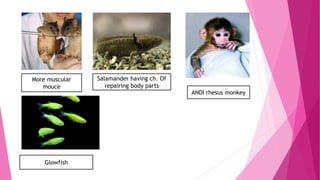 Transgenic animal and their use in drug development.pptx