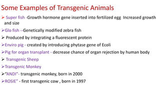 Transgenic animal models & their | PPTX