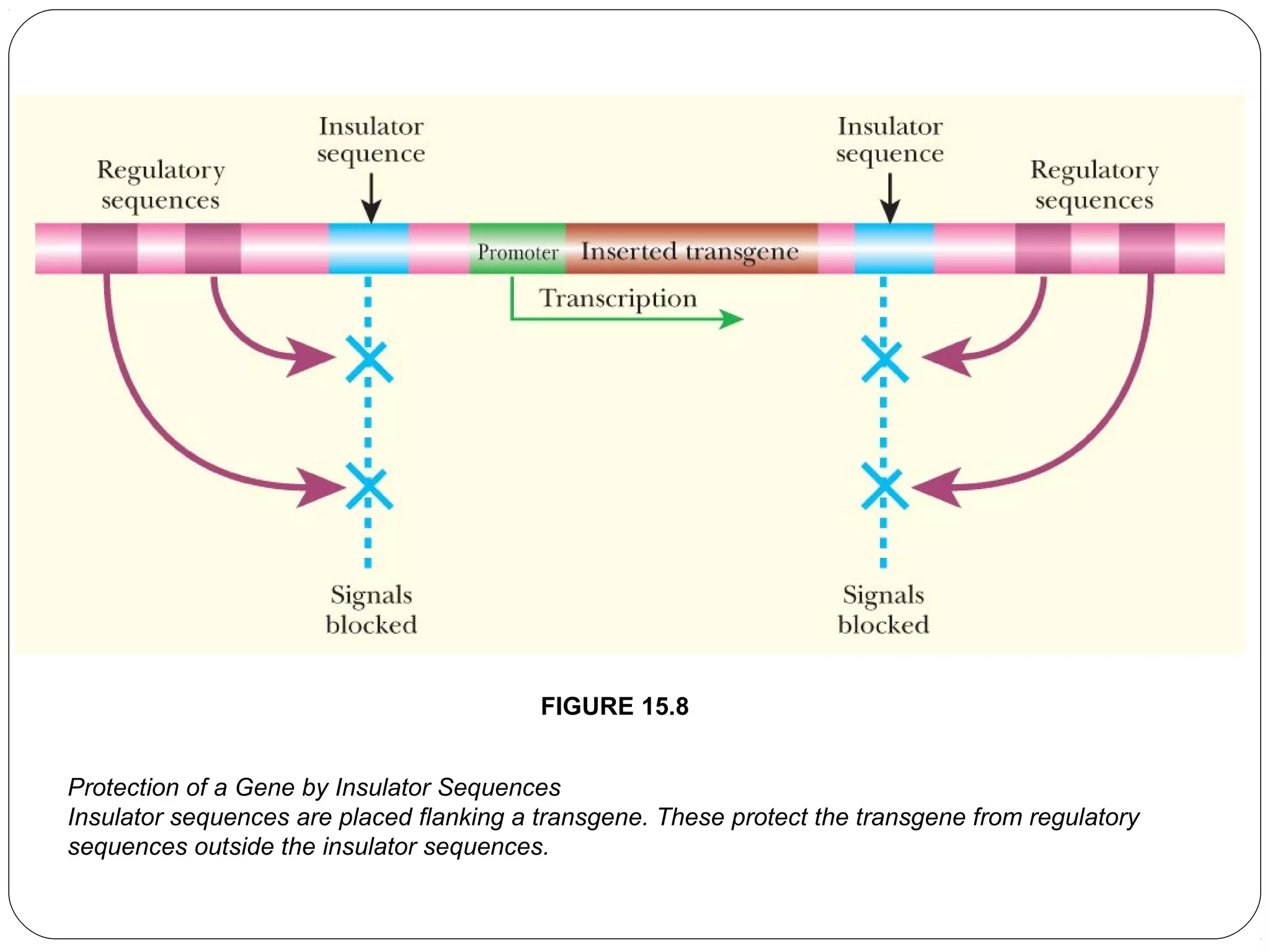Transgenic Animals | PPT