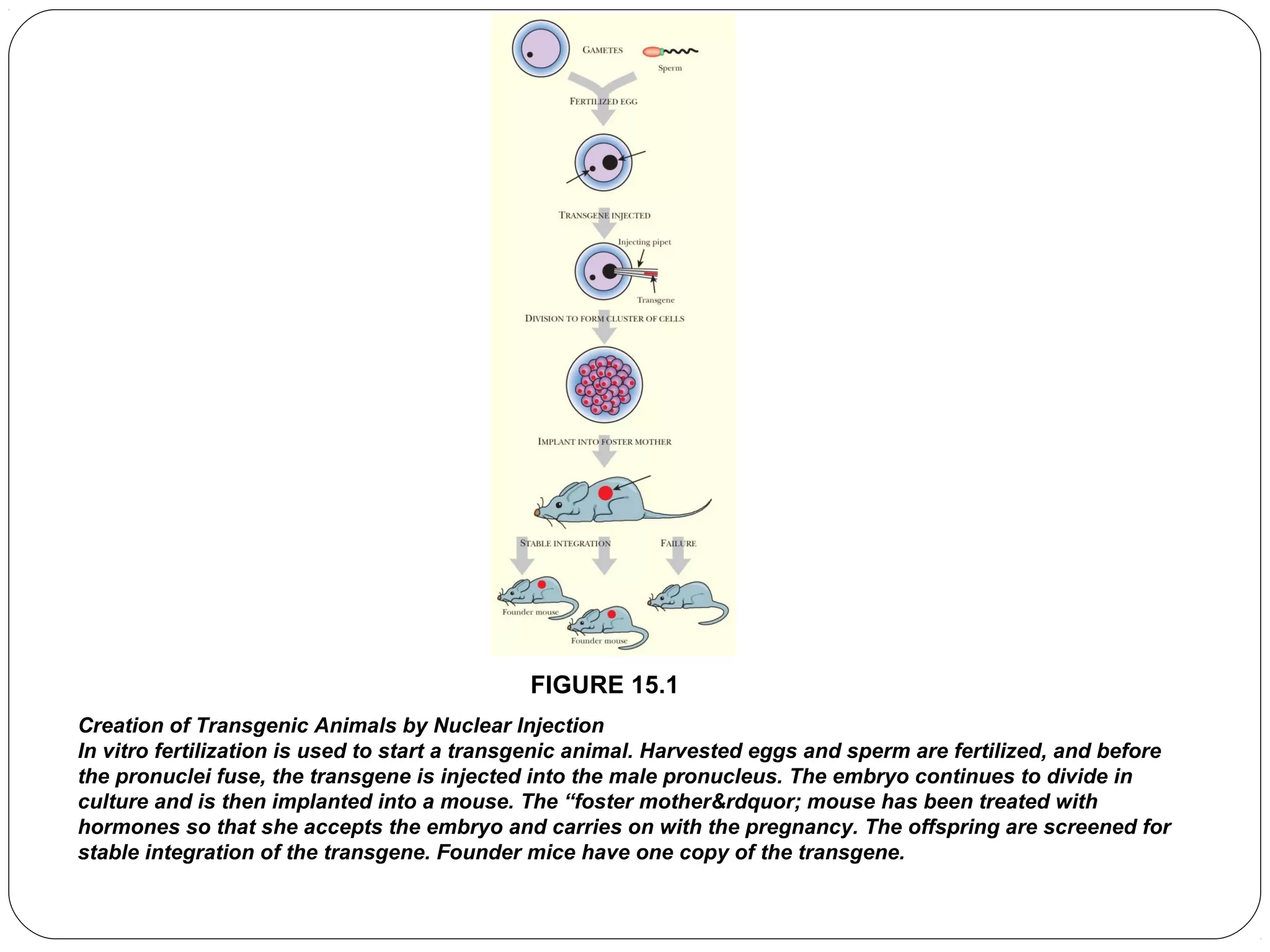 Transgenic Animals | PPT