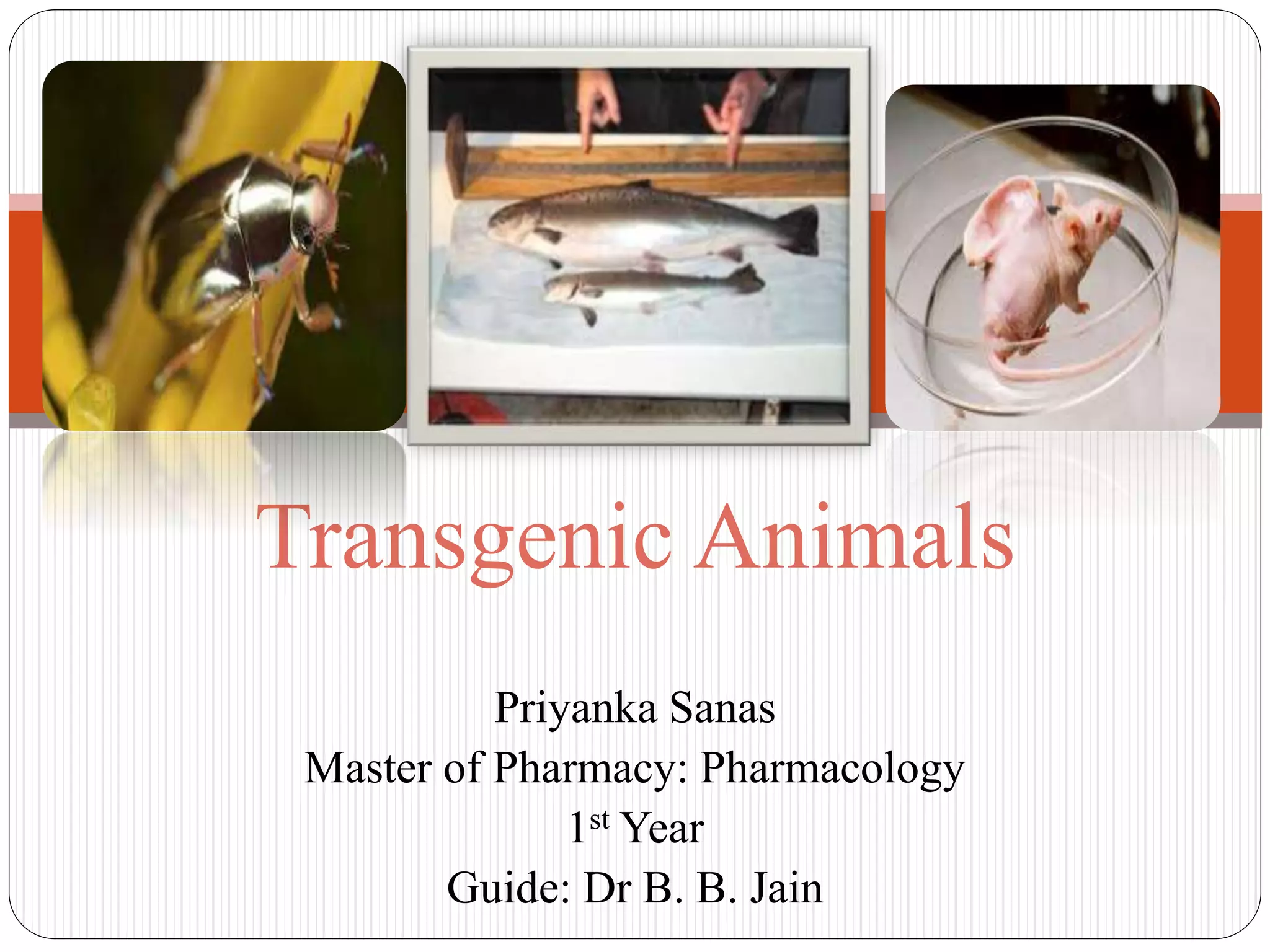 Transgenic animals | PPTX | Biological Sciences | Science