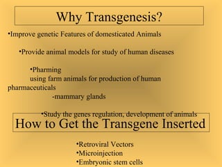 Transgenic animals | PPT