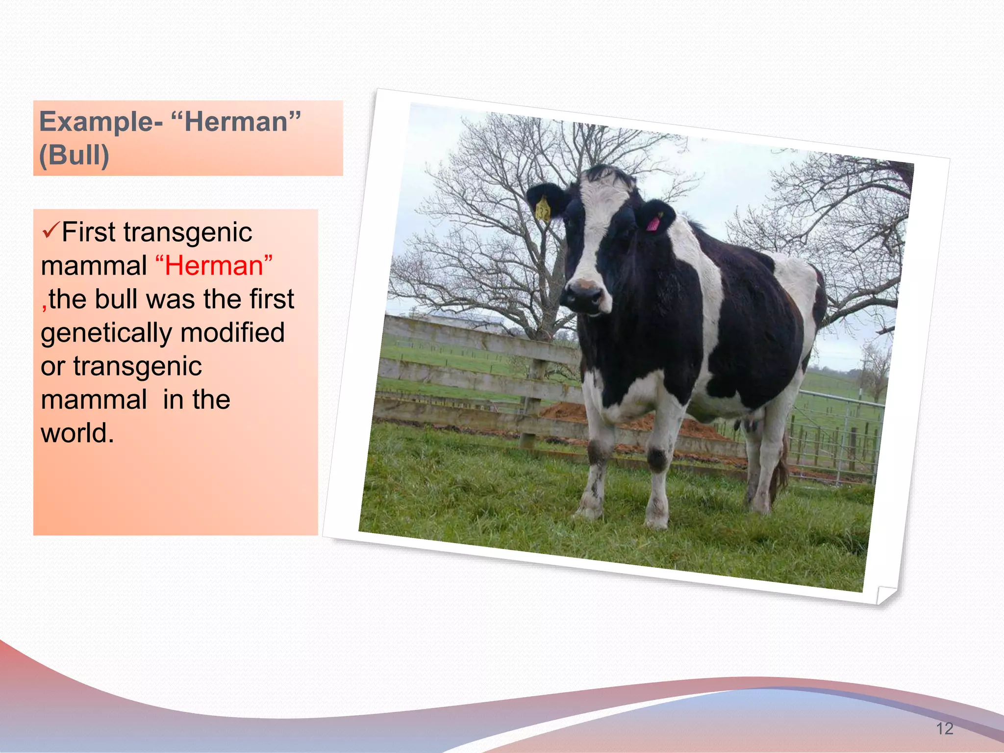 Transgenic Animals | PPTX