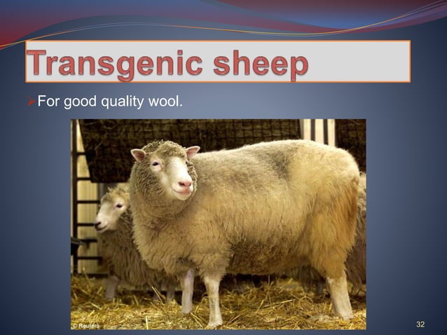 Transgenic Animals | PPTX | Genetics | Science