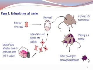 Transgenic Animals Diagram