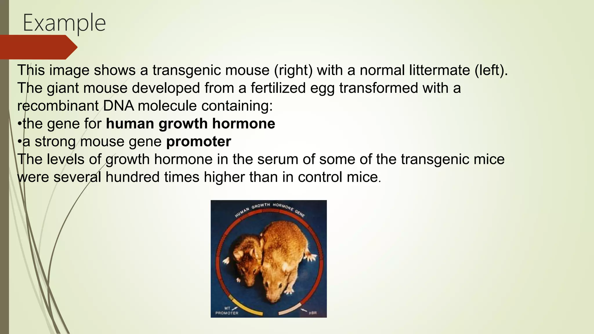 Transgenic animals | PPTX
