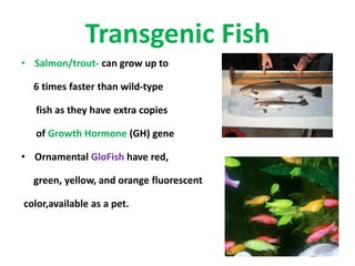 Transgenic animals | PPT