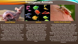 Transgenic animals- Sharmista | PPTX