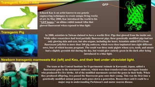Transgenic animals- Sharmista | PPT