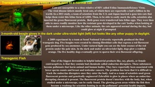 Transgenic animals- Sharmista | PPT