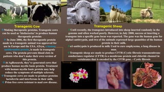 Transgenic animals- Sharmista | PPT