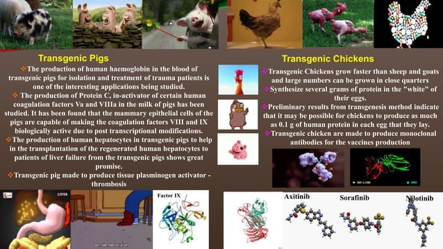 Transgenic animals- Sharmista | PPT