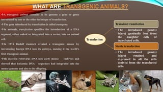Transgenic animals- Sharmista | PPTX