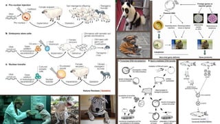 Transgenic animals- Sharmista | PPTX