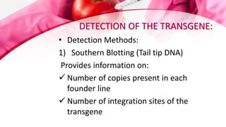 Transgenic animals mice for students | PPTX