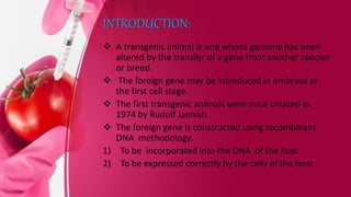 Transgenic animals mice for students | PPTX