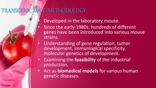 Transgenic animals mice for students | PPTX