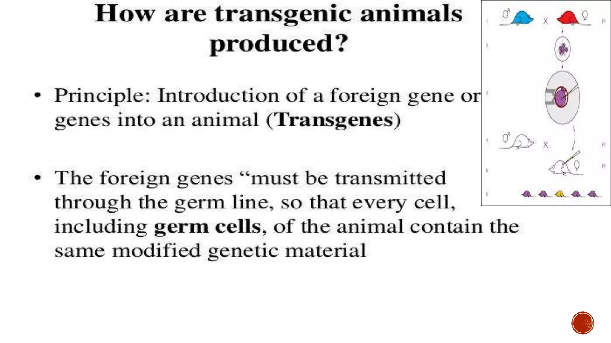 Transgenic animals. | PPTX