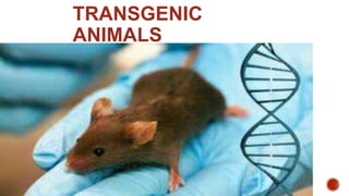Transgenic animals. | PPTX