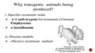 Transgenic animals. | PPTX