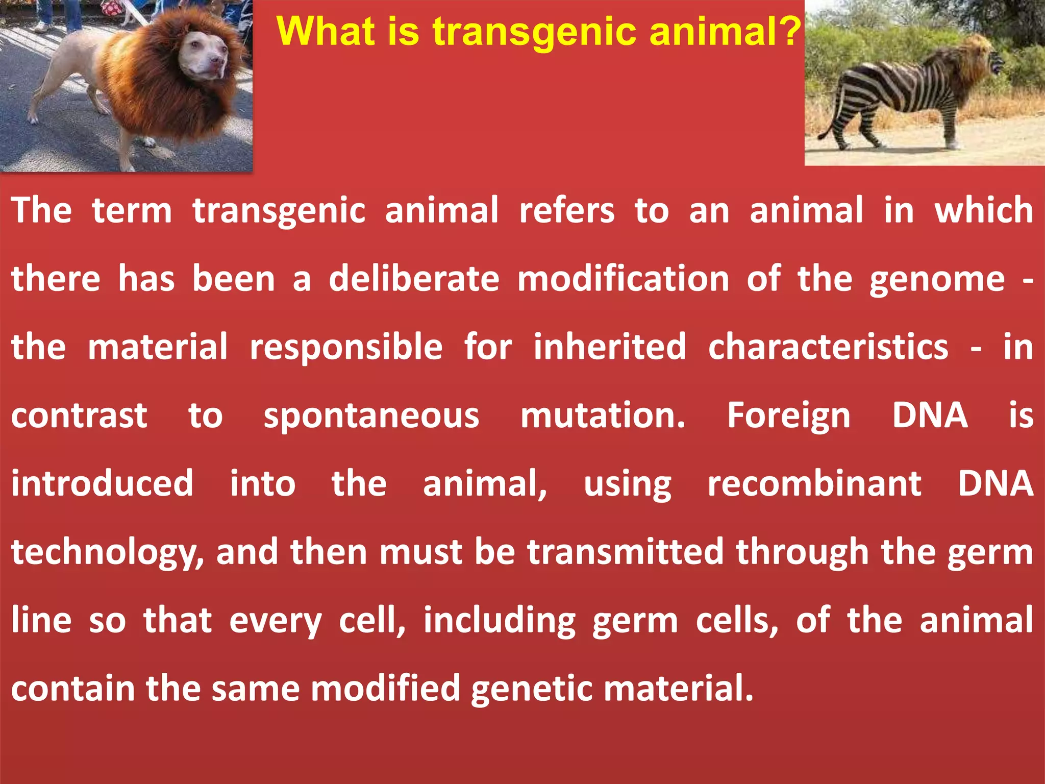Transgenic animals | PPTX