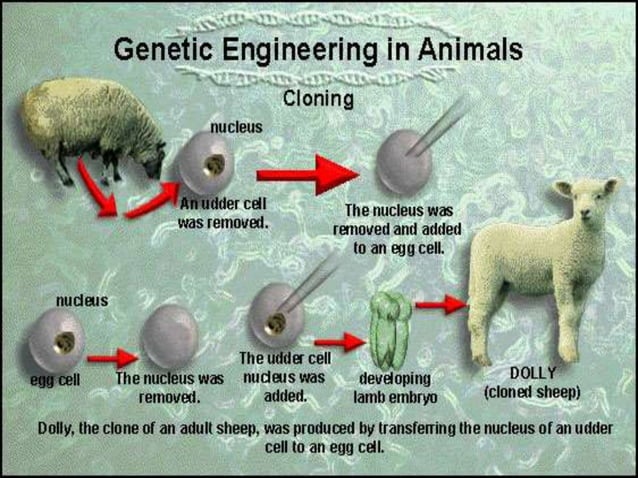 Transgenic animals | PPTX | Biological Sciences | Science