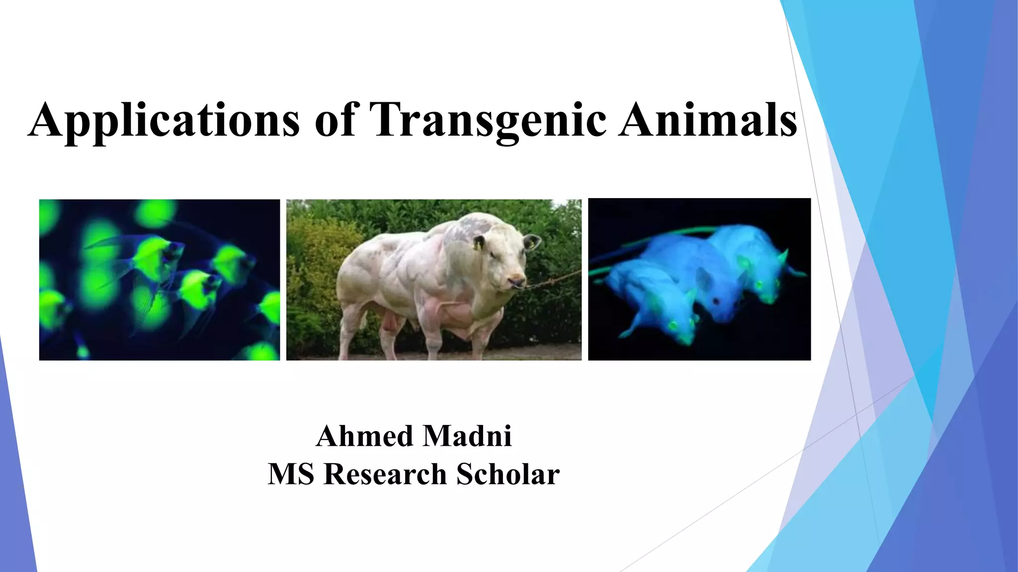 Transgenic animals | PPTX