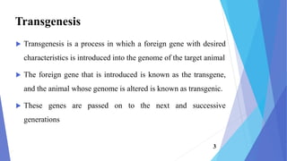 Transgenic animals | PPTX