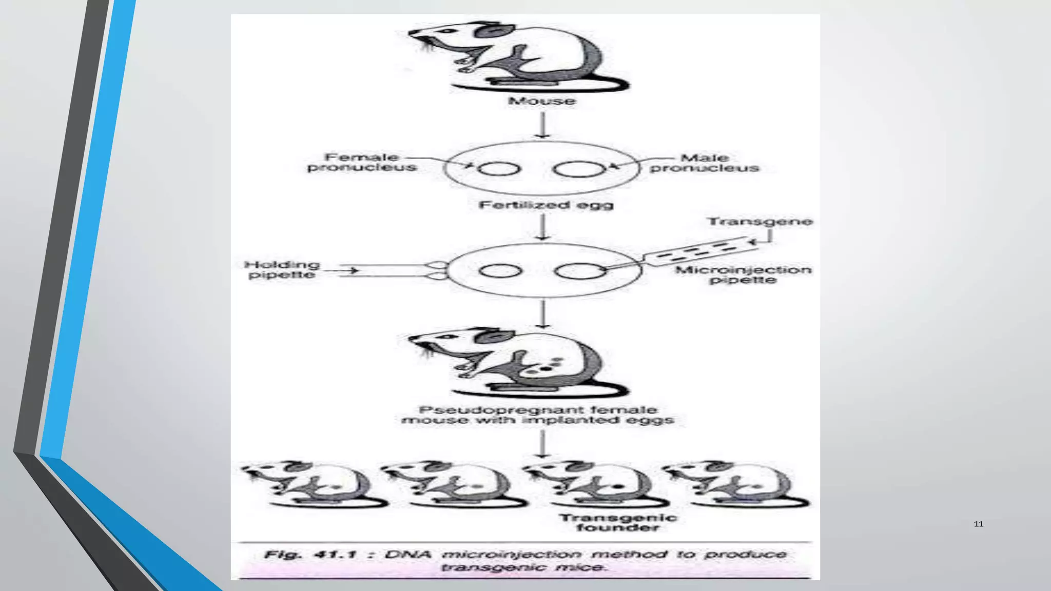 Transgenic animals | PPTX