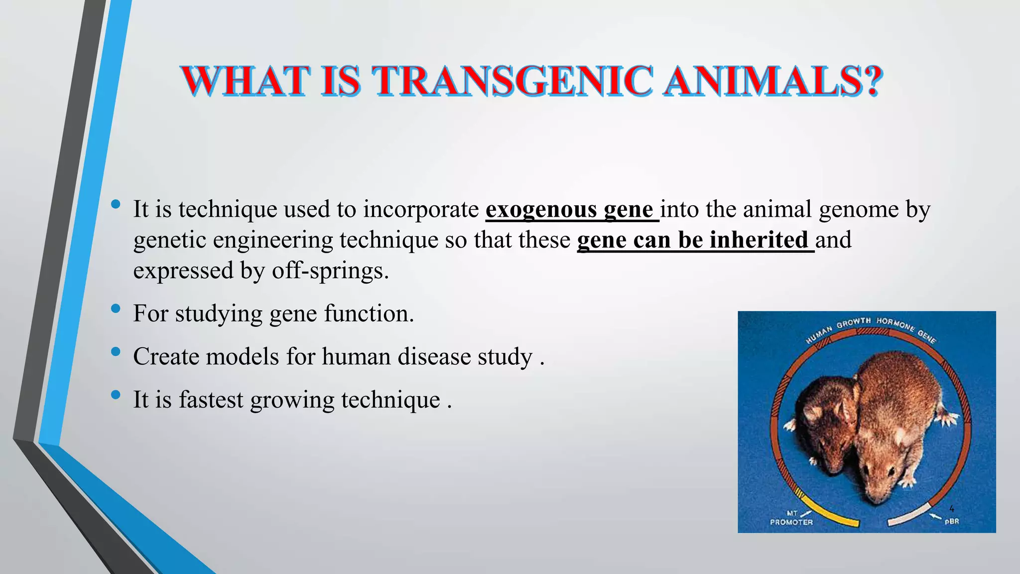 Transgenic animals | PPTX