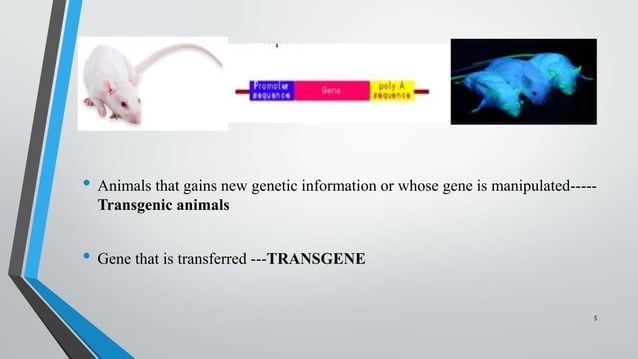 Transgenic animals | PPTX