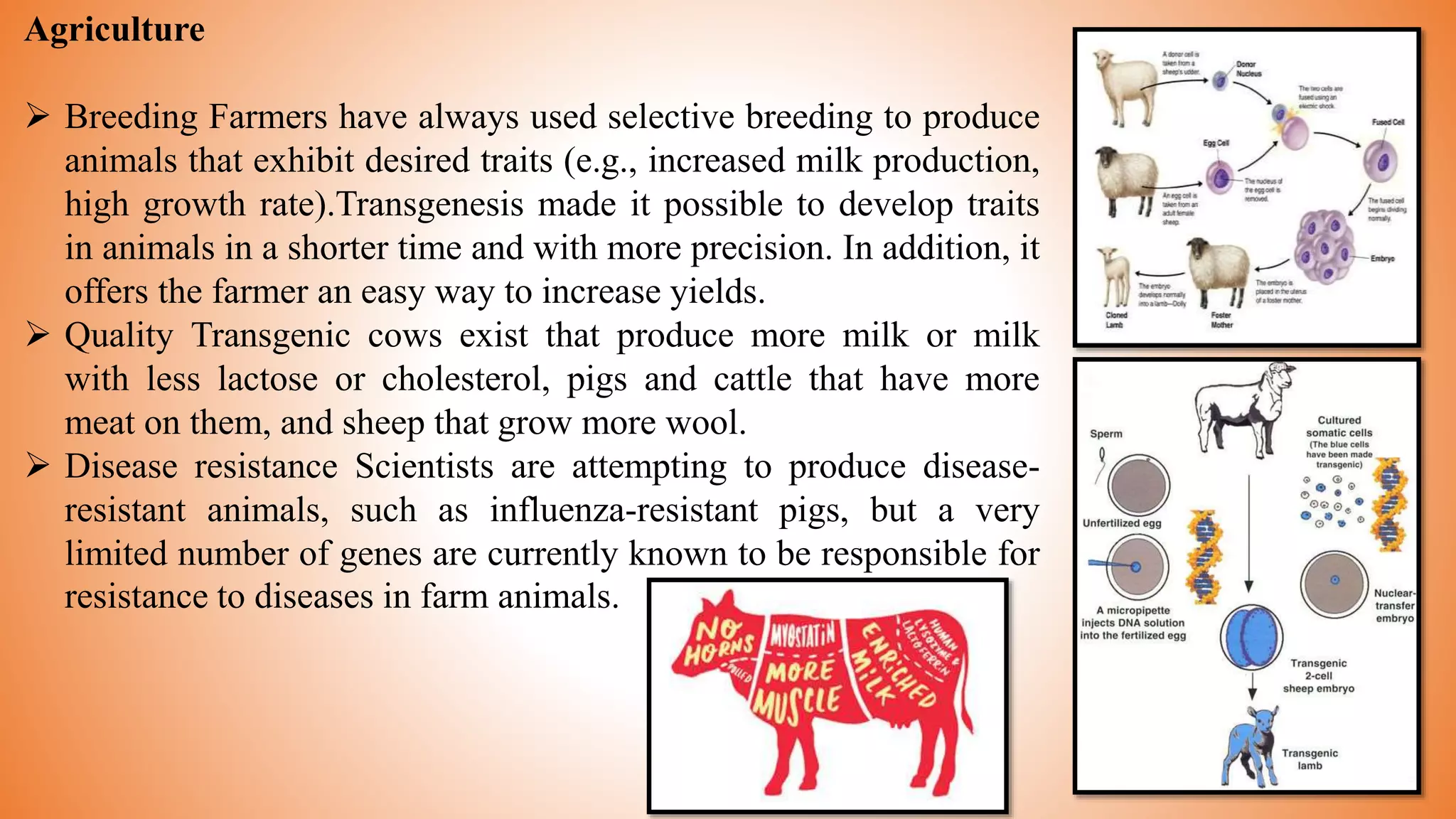 Transgenic animals | PPT