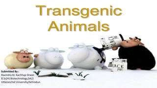 Transgenic animals | PPT