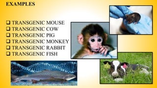 Transgenic animals | PPT