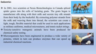 Transgenic animals | PPTX