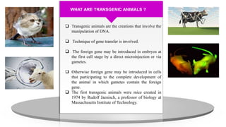 Transgenic animals | PPT