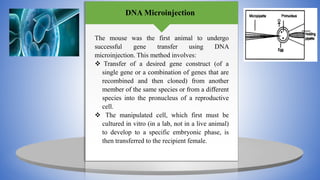 Transgenic animals | PPT