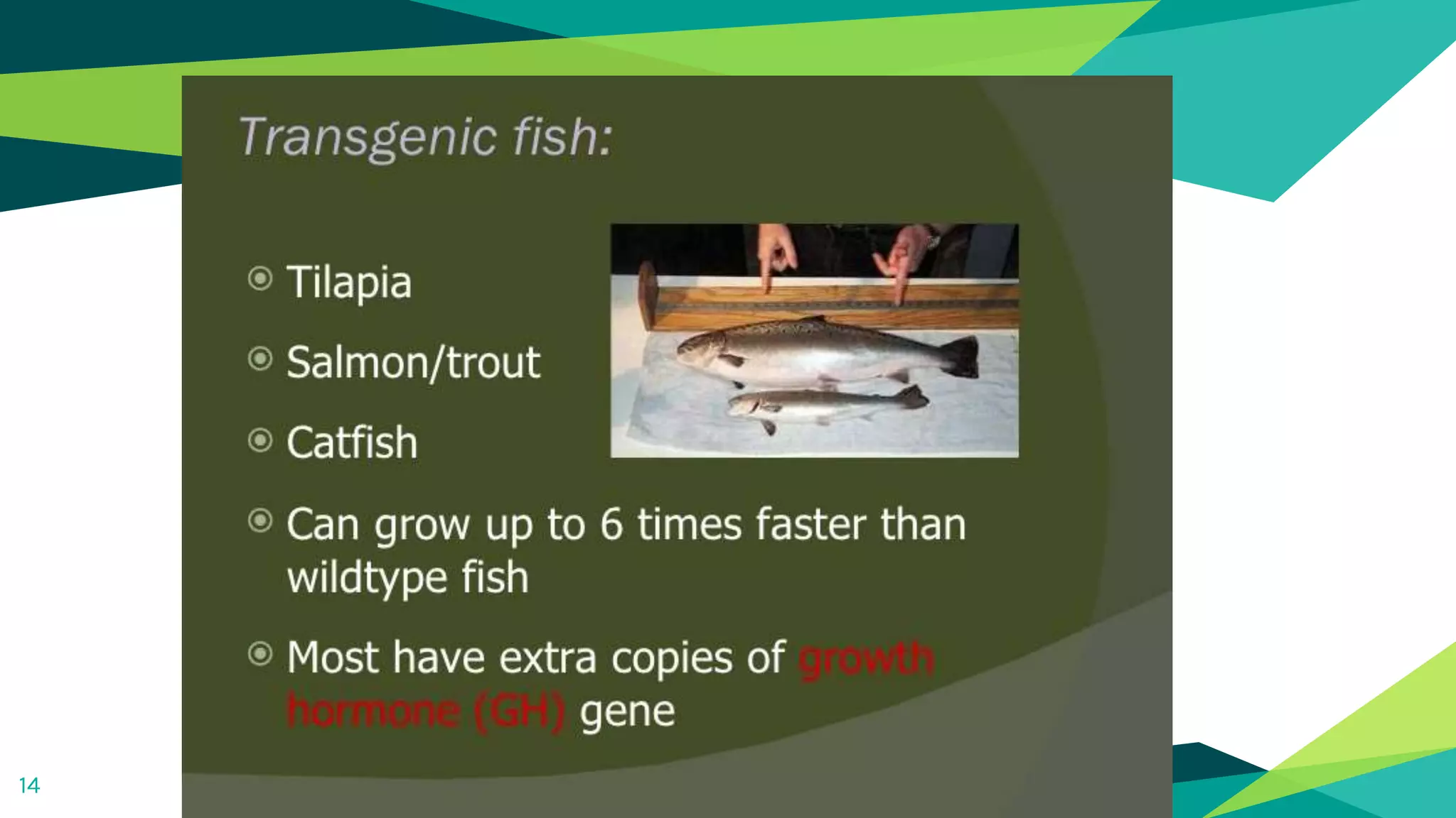 Transgenic animals | PPT