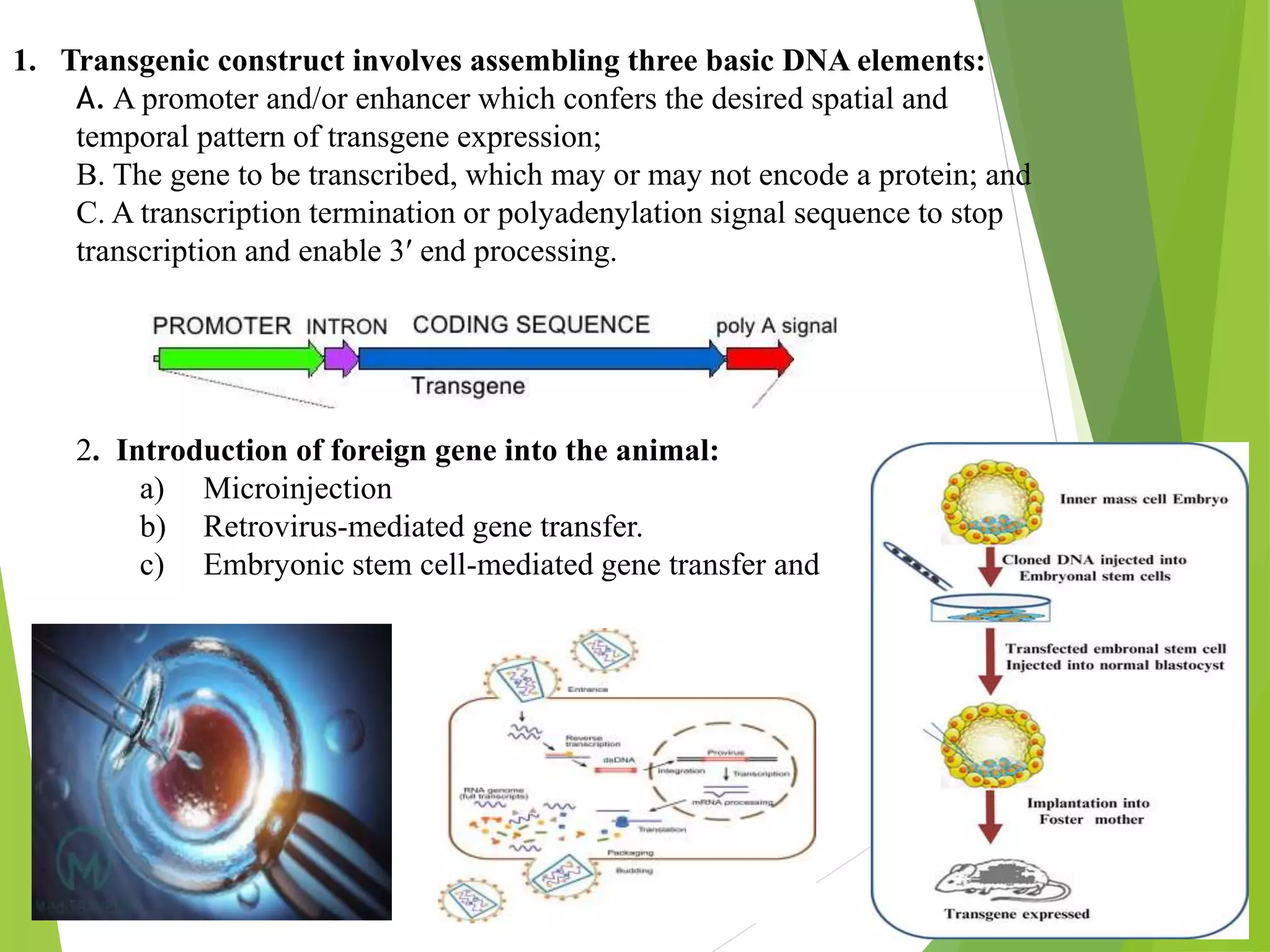 Transgenic animals.pptx