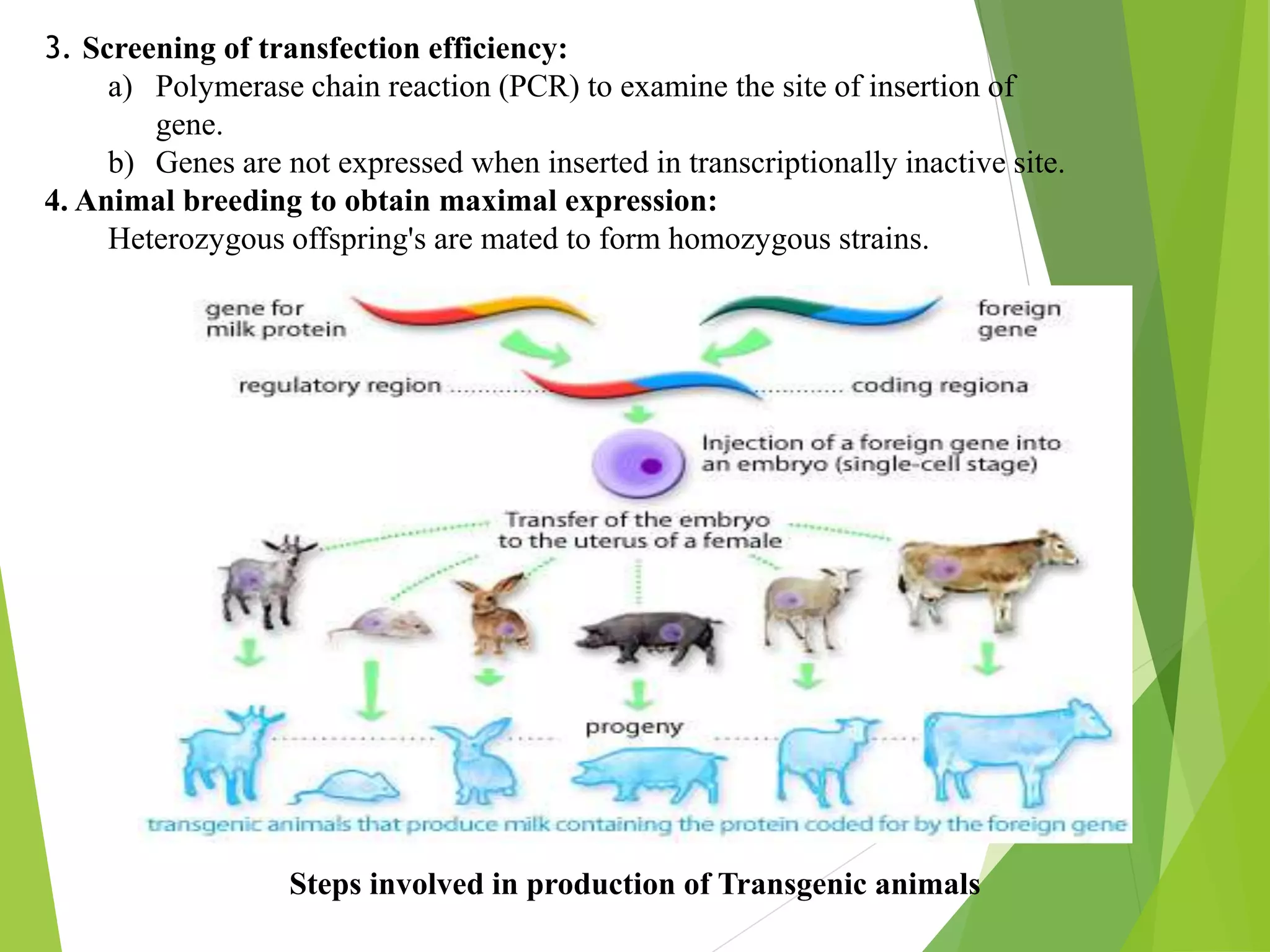 Transgenic animals.pptx