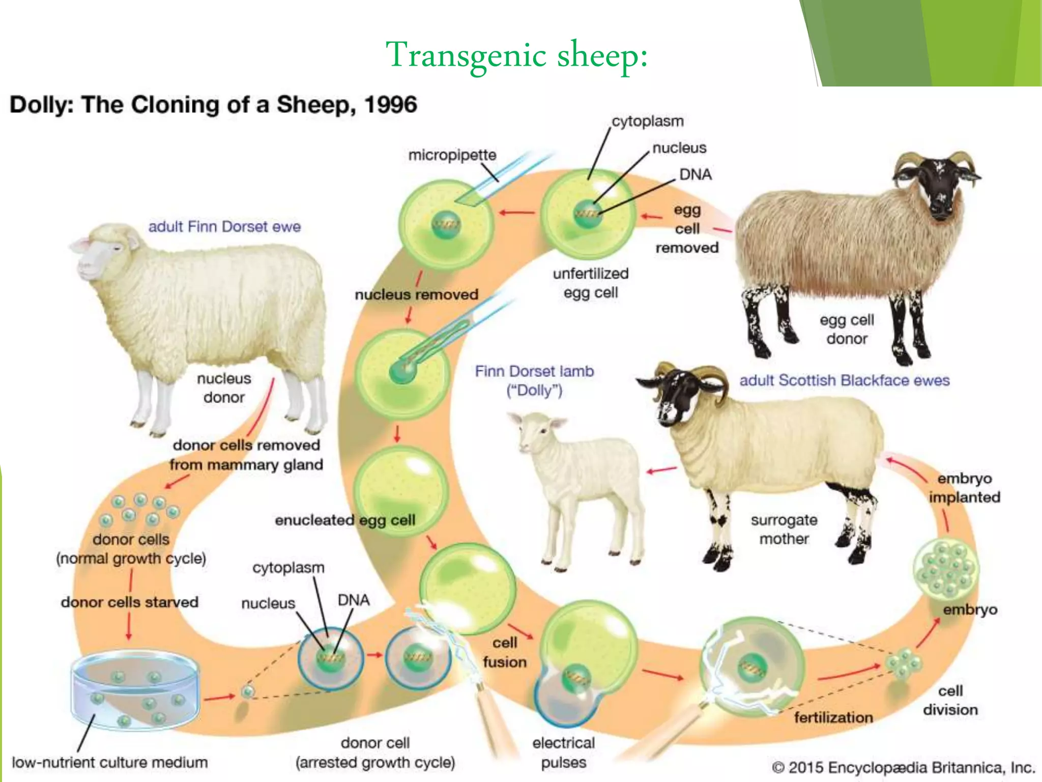 Transgenic animals.pptx
