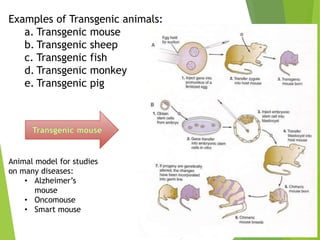 Transgenic animals.pptx