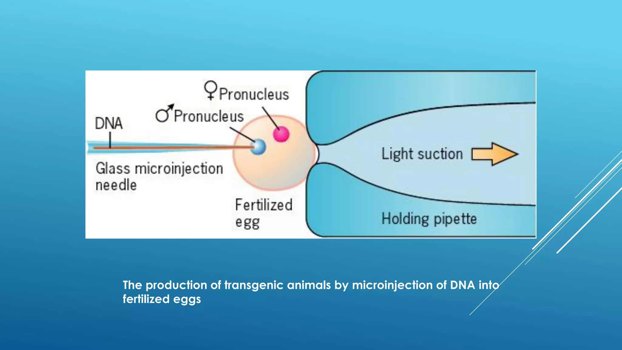 Transgenic Animals.pdf