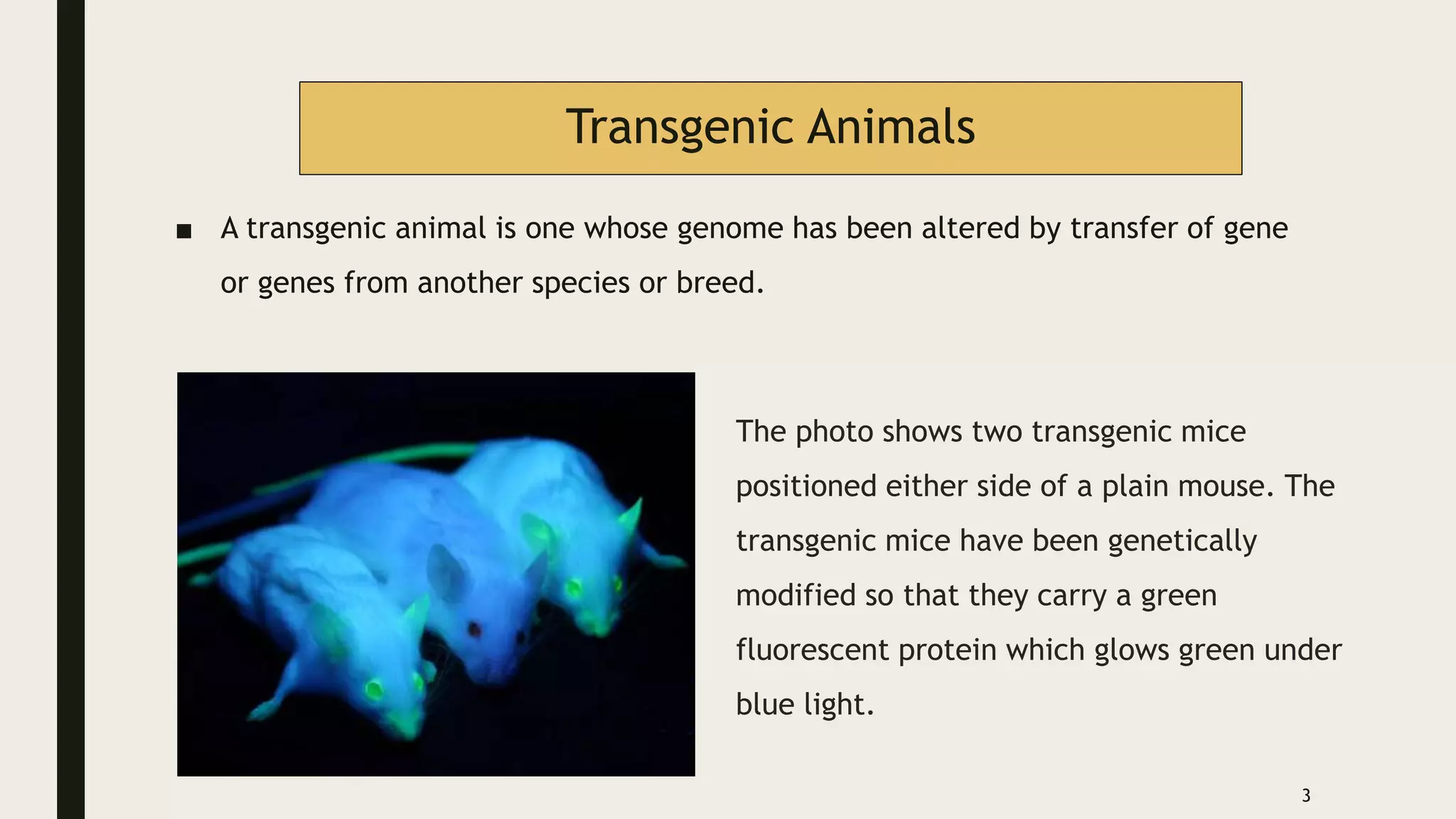 Transgenic animals.pptx