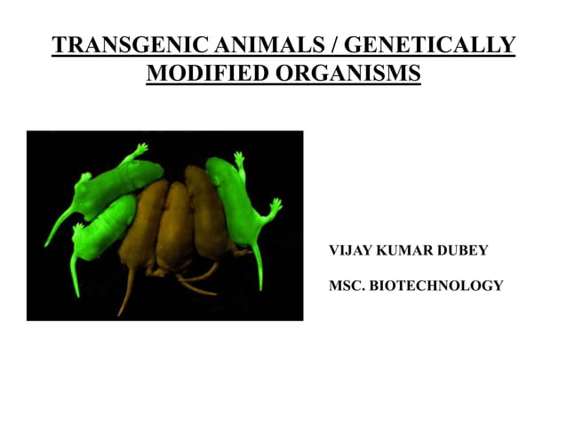 TRANSGENIC ANIMALS/GENETICALLY MODIFIED ORGANISMS | PPT