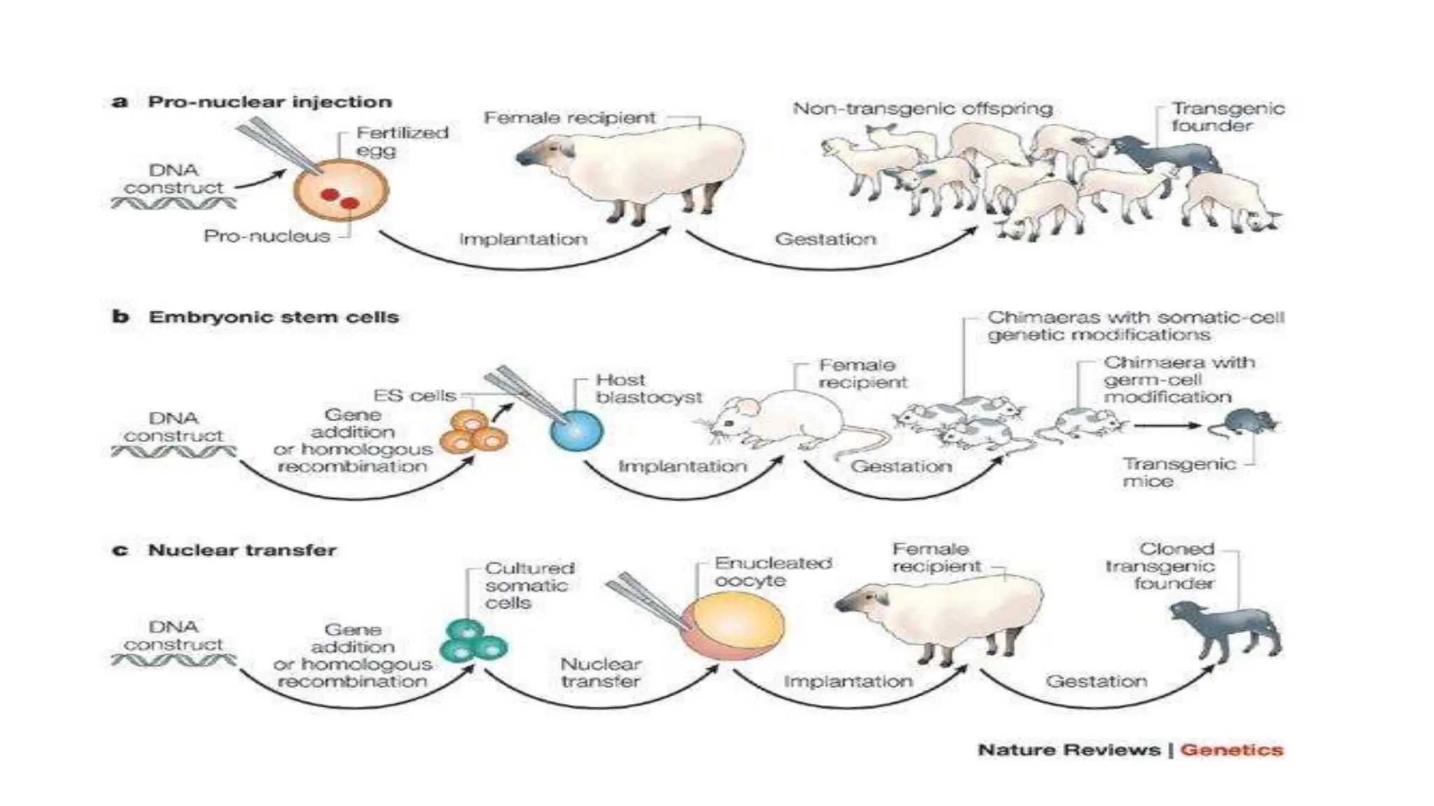 transgenic animals slides for UG level.pptx